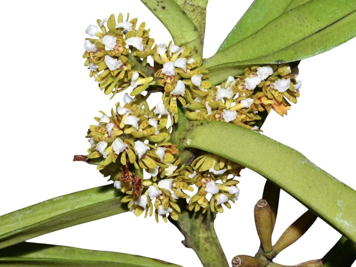 Acampe — Ecuagenera Orquídeas del Ecuador