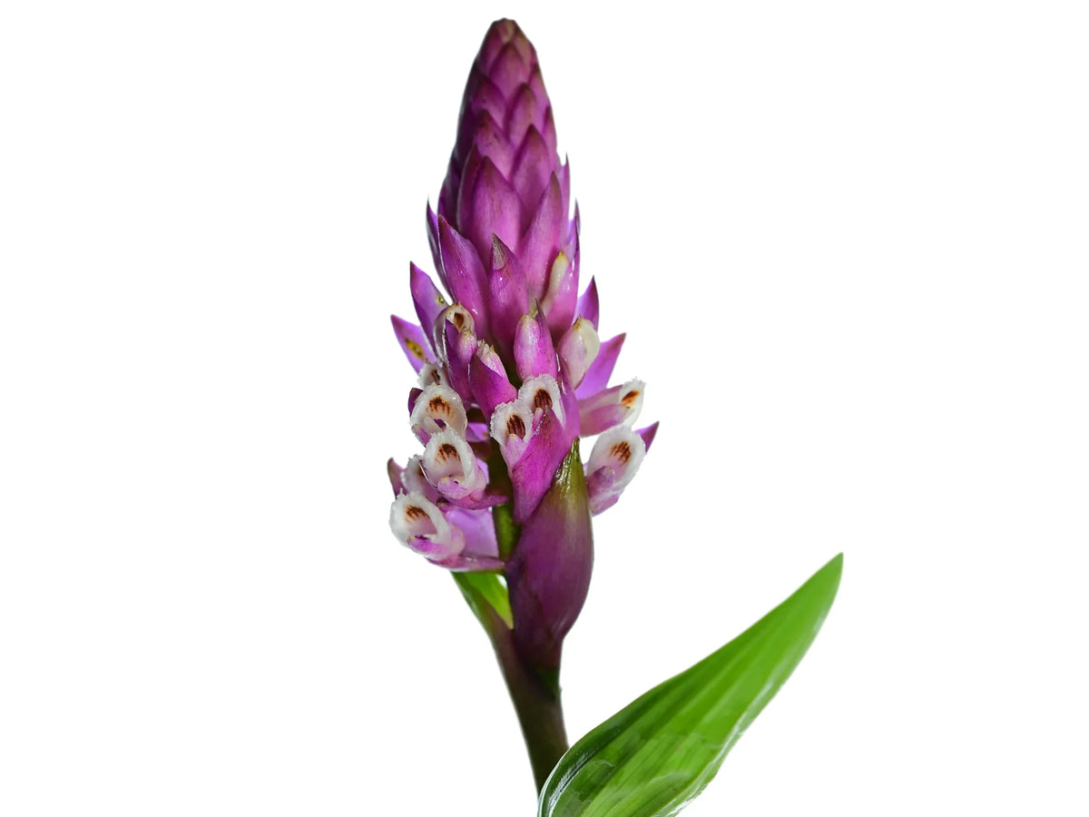 Elleanthus — Ecuagenera Orquídeas del Ecuador