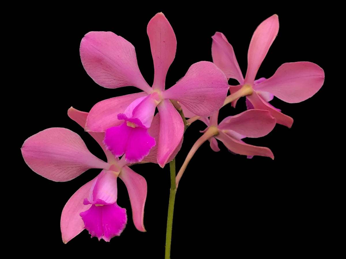 Encyclia hybrid — Ecuagenera Orquídeas del Ecuador