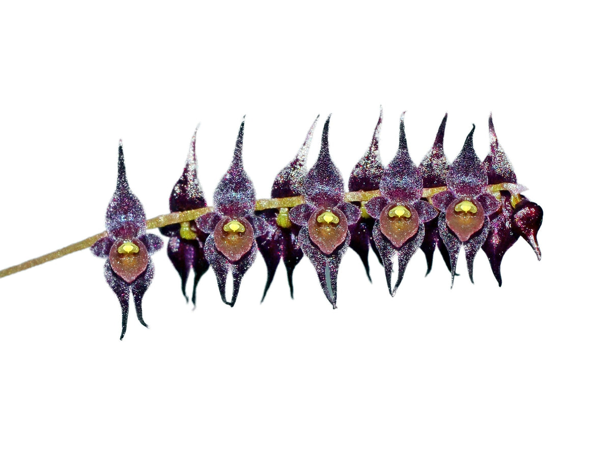 Lepanthopsis — Ecuagenera Orquídeas del Ecuador