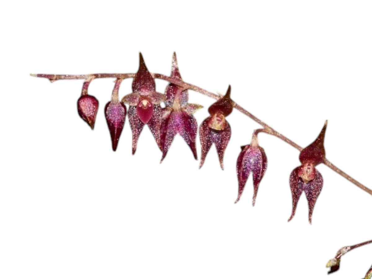 Lepanthopsis hybrid — Ecuagenera Orquídeas del Ecuador