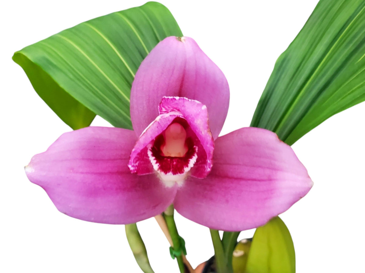 Lycaste hybrid — Ecuagenera Orquídeas del Ecuador