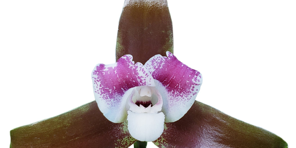 Lycaste — Ecuagenera Orquídeas del Ecuador