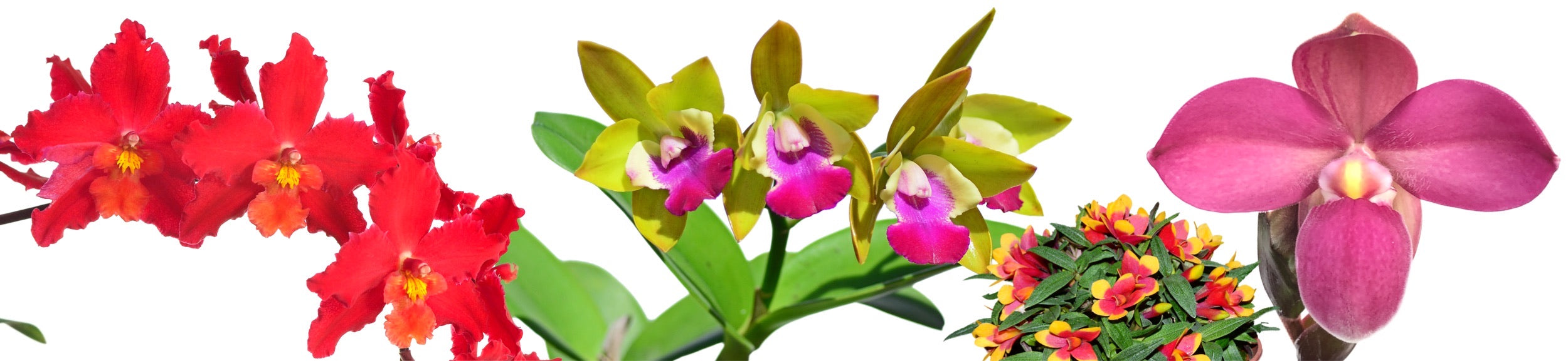 Orchid hybrids — Ecuagenera Orquídeas del Ecuador