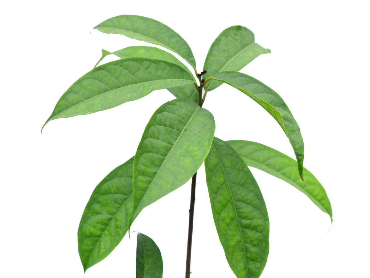 Otoba — Ecuagenera Orquídeas del Ecuador