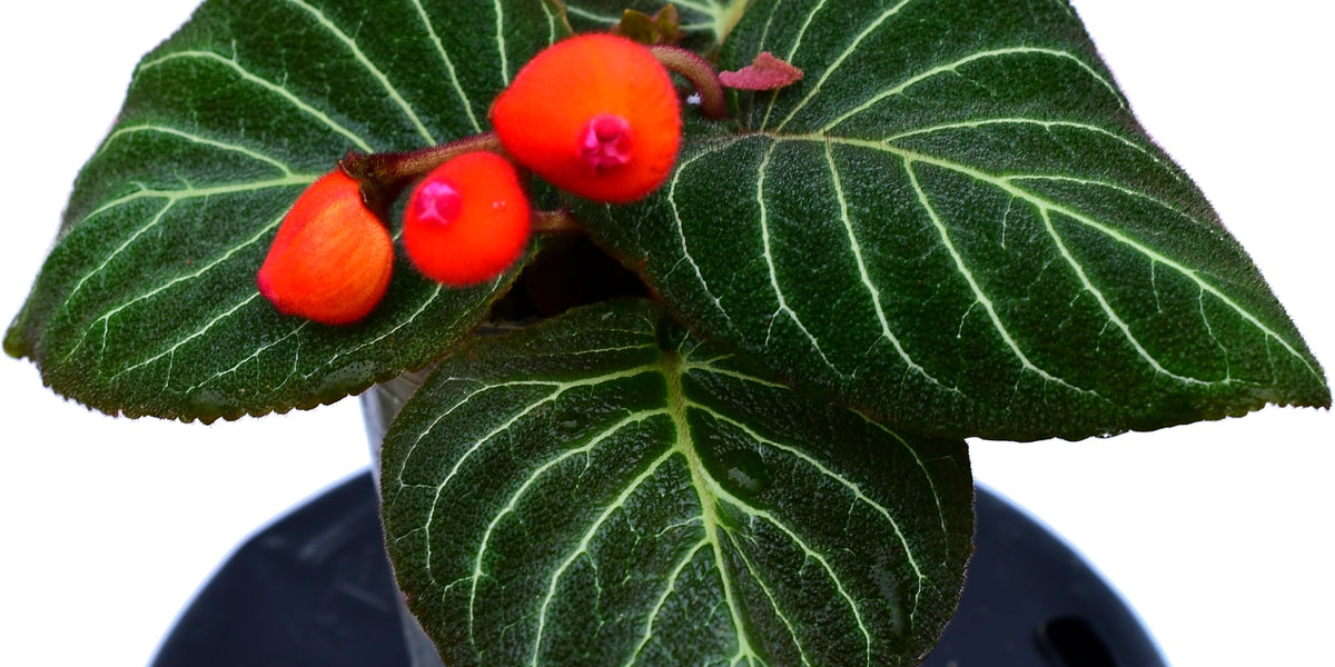 Pearcea — Ecuagenera Orquídeas del Ecuador