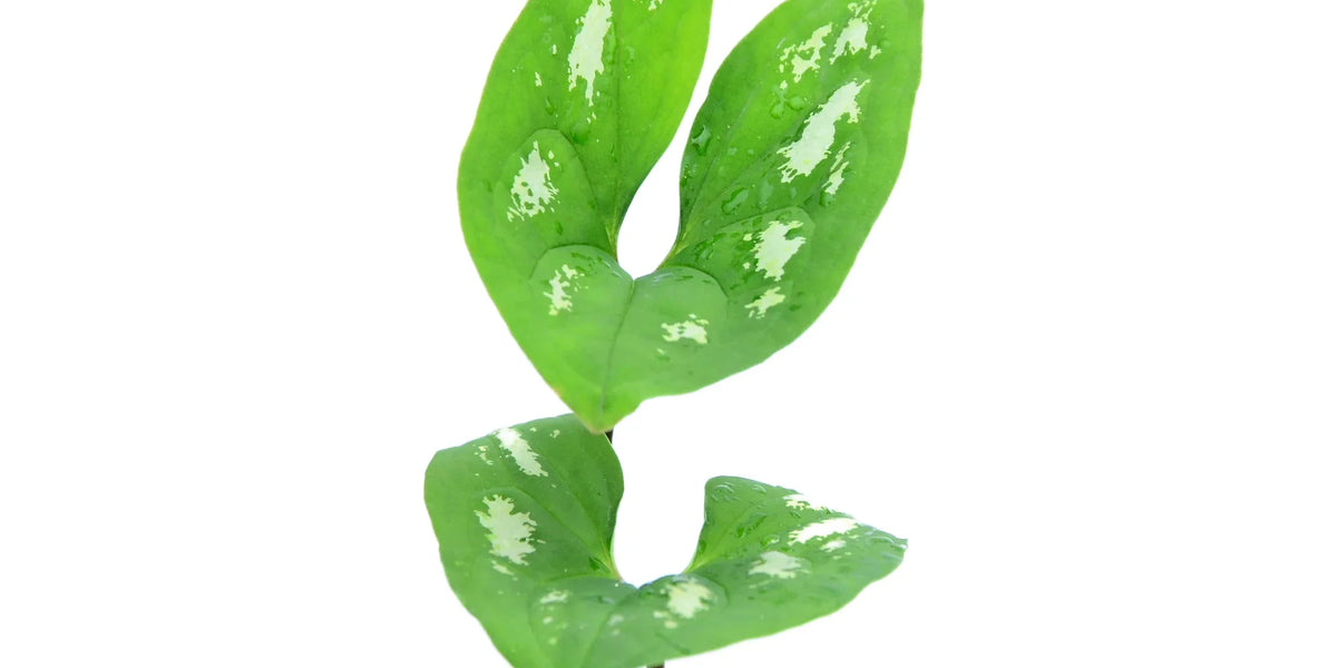 Ulearum — Ecuagenera Orquídeas del Ecuador