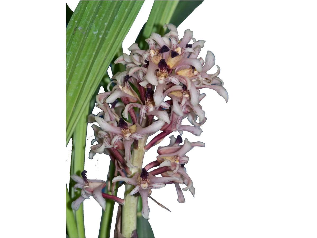 Xylobium — Ecuagenera Orquídeas del Ecuador