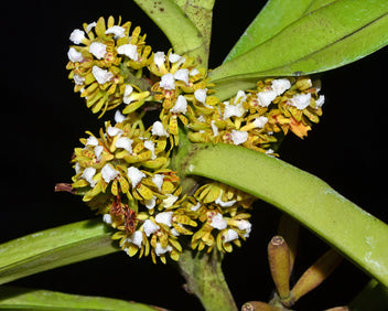 Acampe praemorsa — Ecuagenera Orquídeas del Ecuador