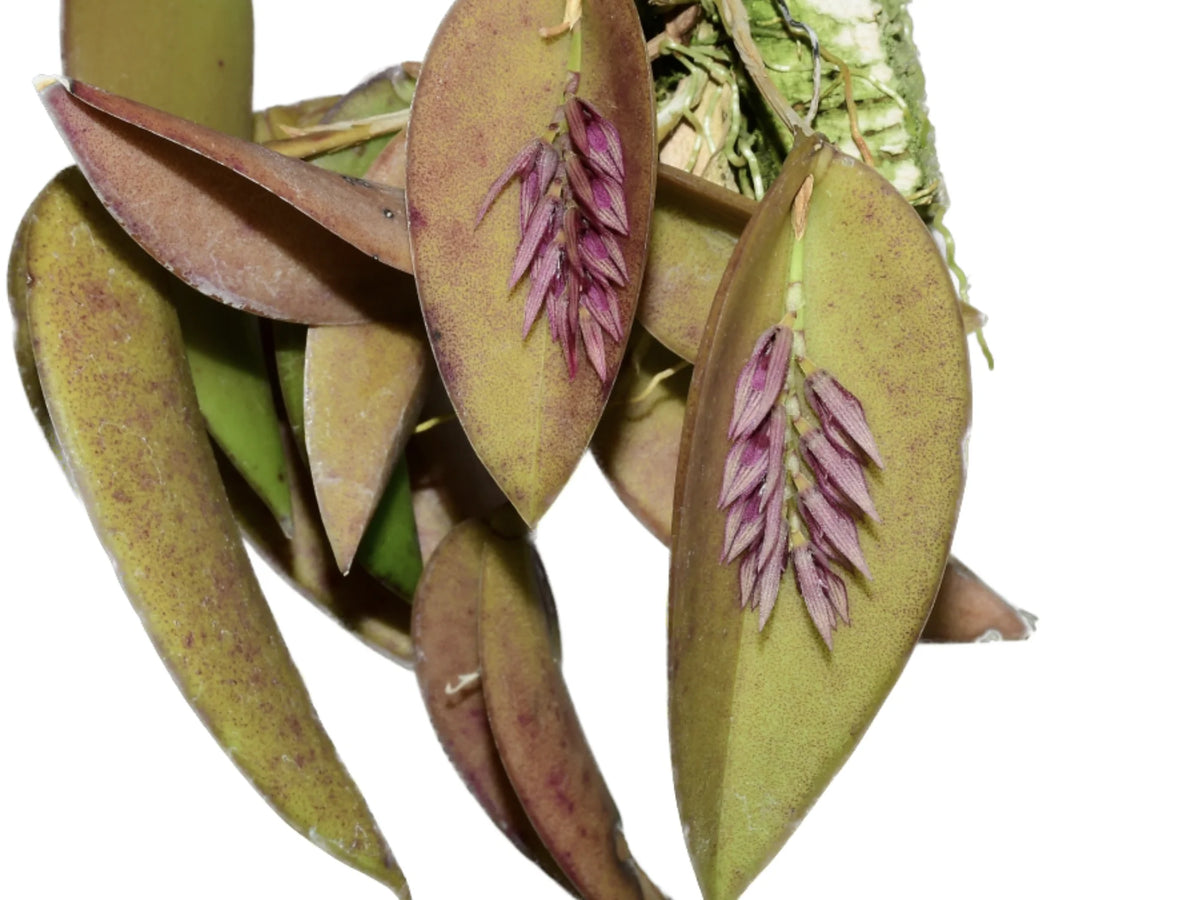 Acianthera pectinata — Ecuagenera Orquídeas del Ecuador