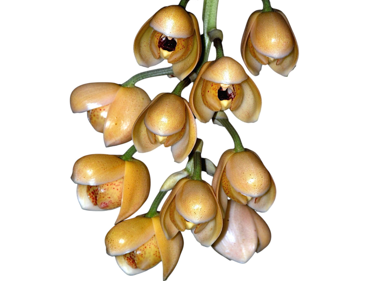 Acineta hrubyana — Ecuagenera Orquídeas del Ecuador