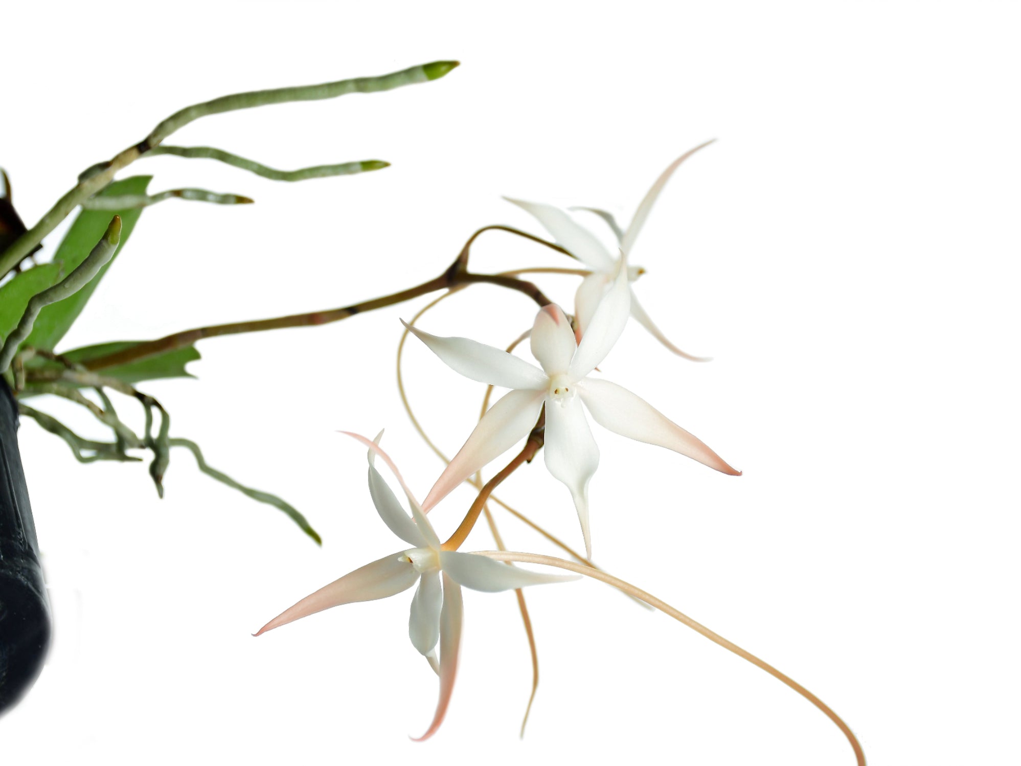 Orchid hybrids — Ecuagenera Orquídeas del Ecuador