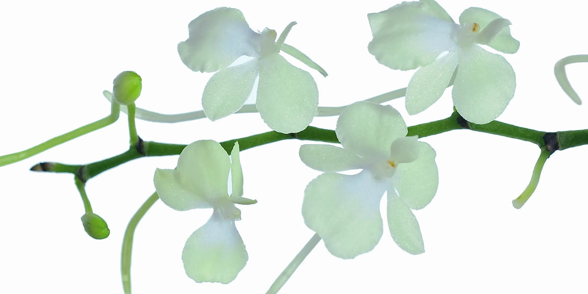Aerangis citrata — Ecuagenera Orquídeas del Ecuador