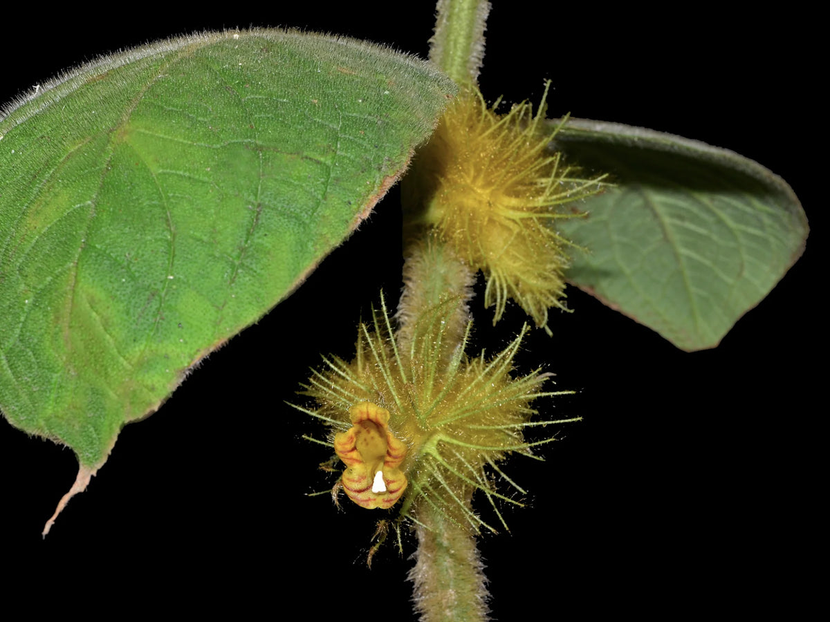 Alloplectus sprucei — Ecuagenera Orquídeas del Ecuador