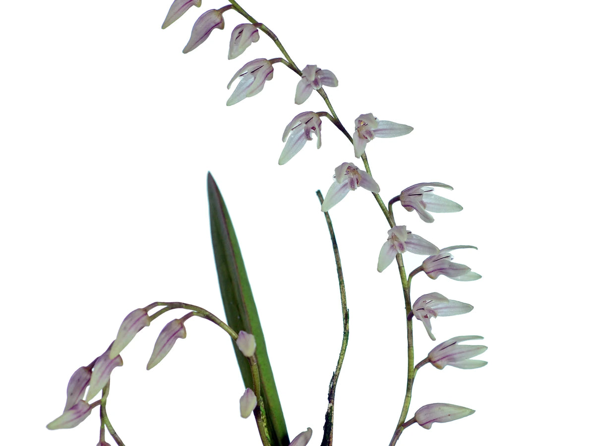 Anathallis dimidia — Ecuagenera Orquídeas del Ecuador