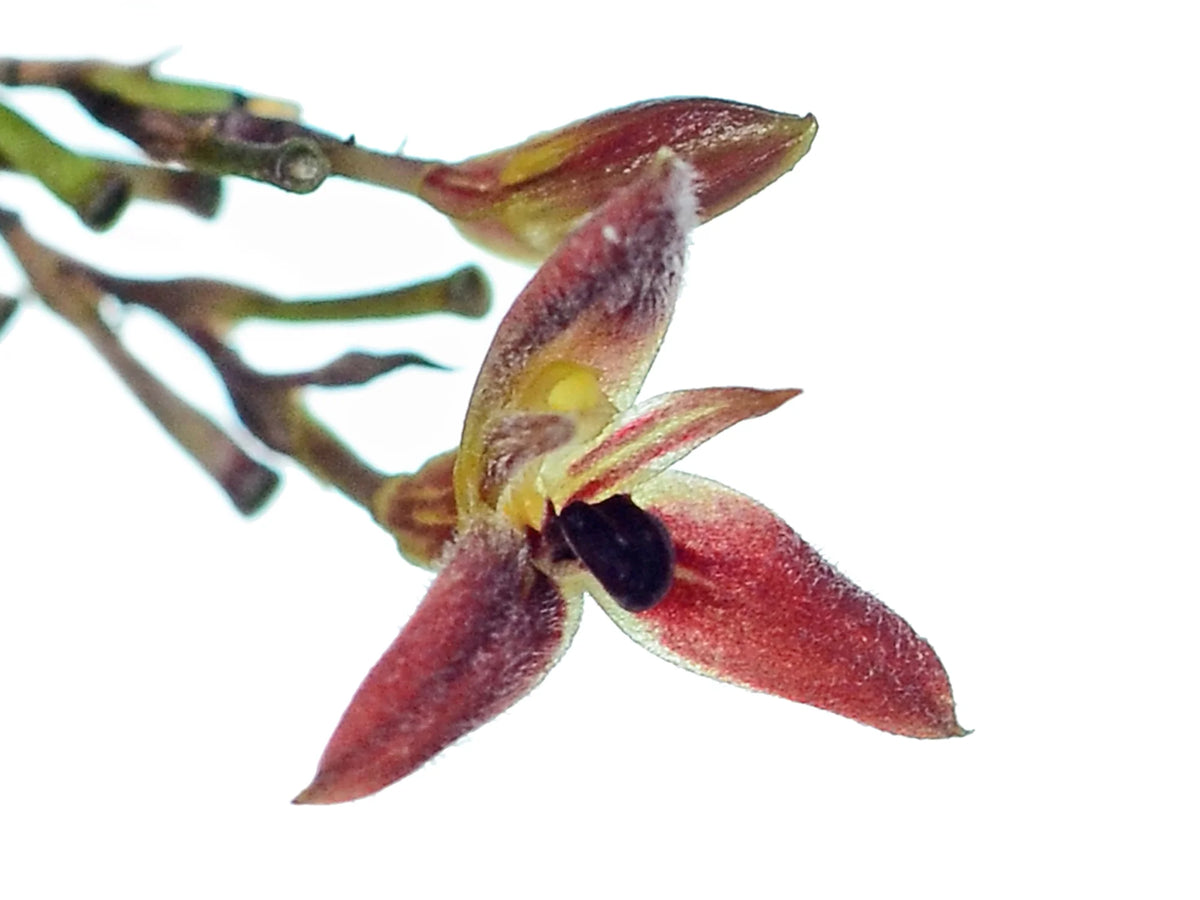 Anathallis funerea — Ecuagenera Orquídeas del Ecuador
