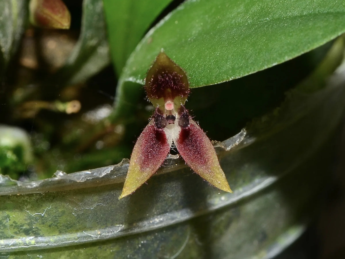 Anathallis rabei — Ecuagenera Orquídeas del Ecuador
