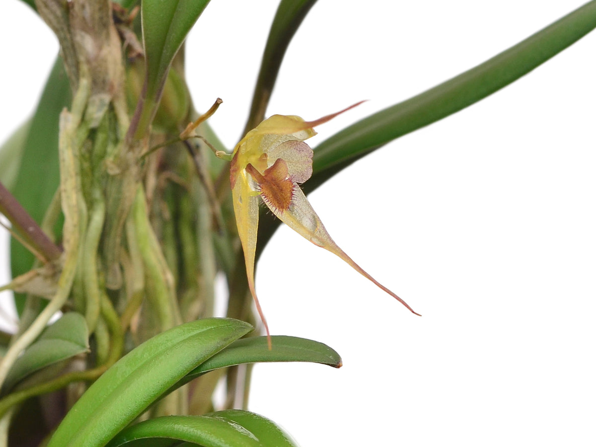 Andinia masdevalliopsis – Miniature Cool-Growing Ecuadorian Orchid ...