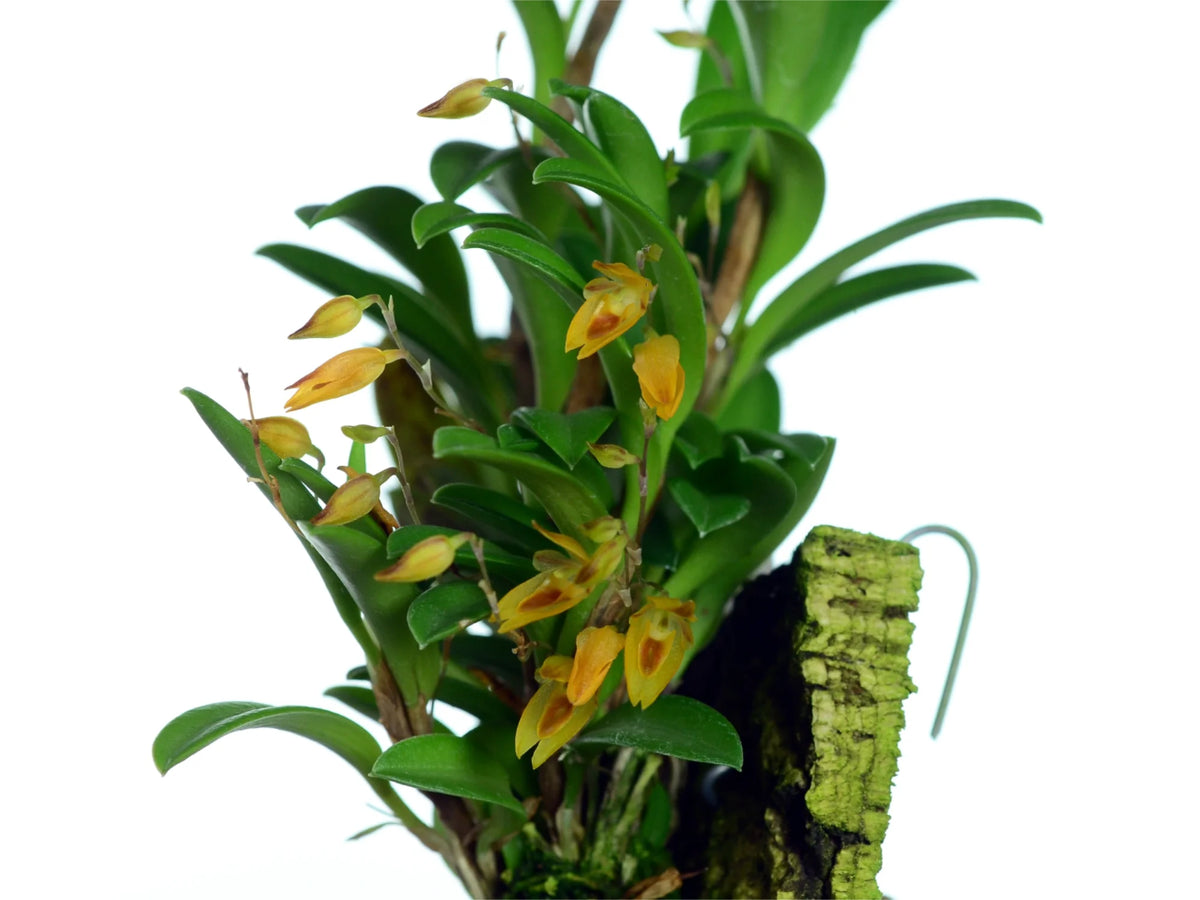 Andinia spiralis – Miniature Cool-Growing Andean Orchid — Ecuagenera ...