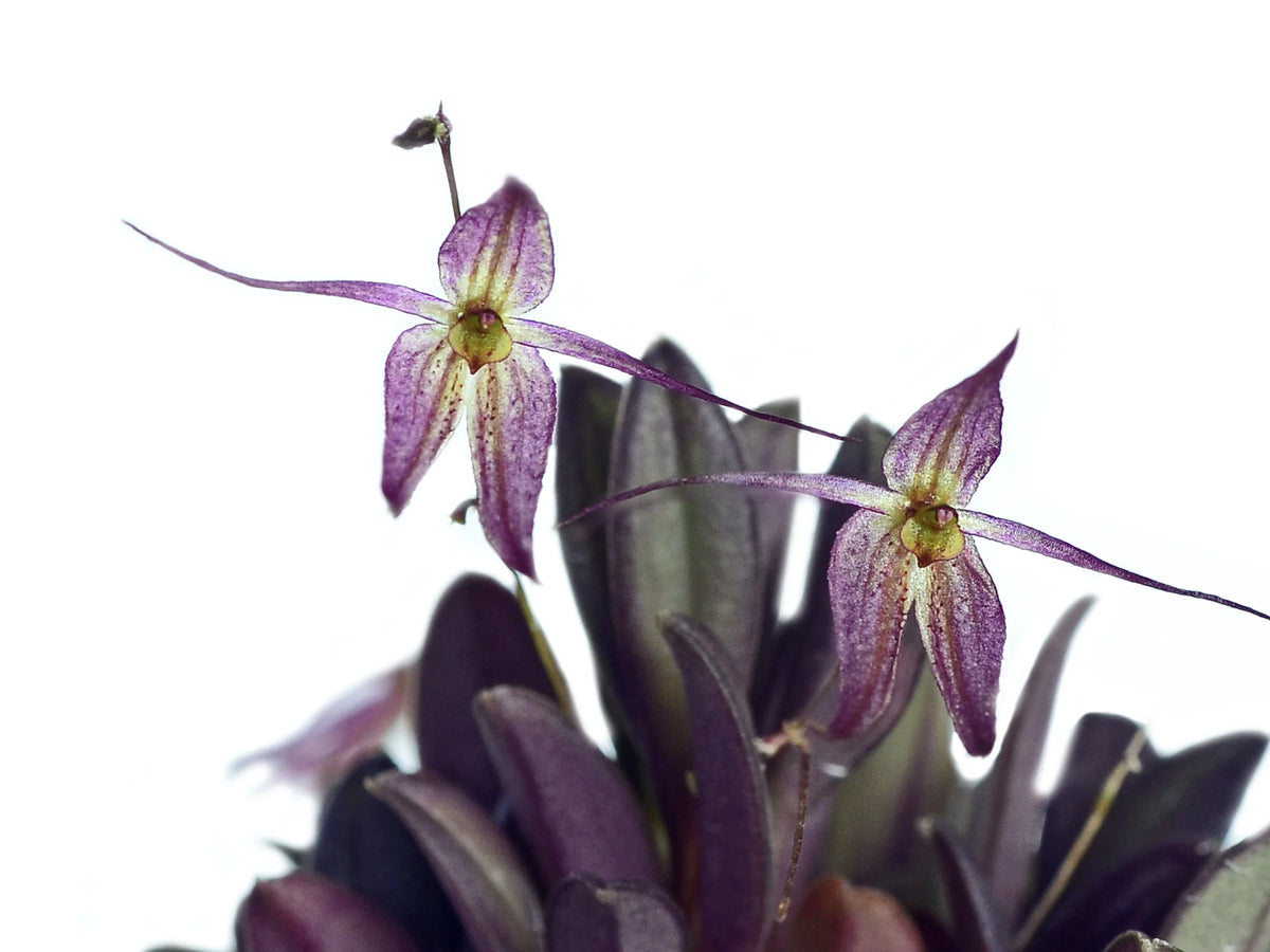 Andinia uchucayensis — Ecuagenera Orquídeas del Ecuador