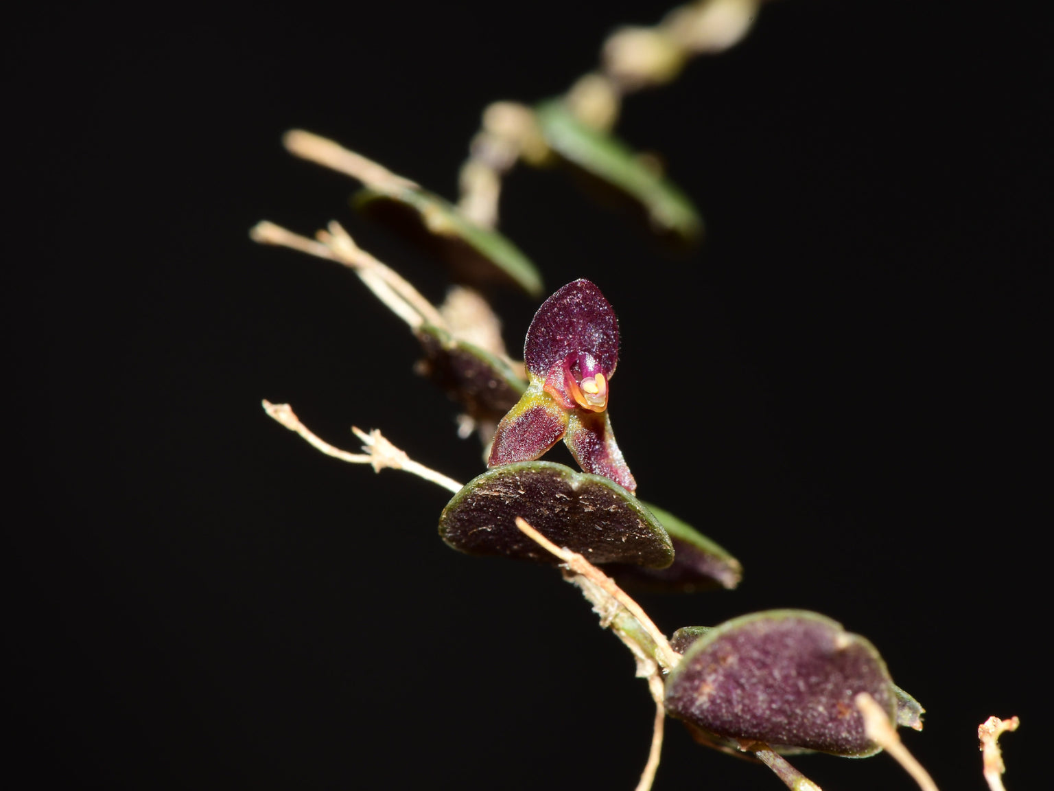 Orchid — Ecuagenera Orquídeas del Ecuador