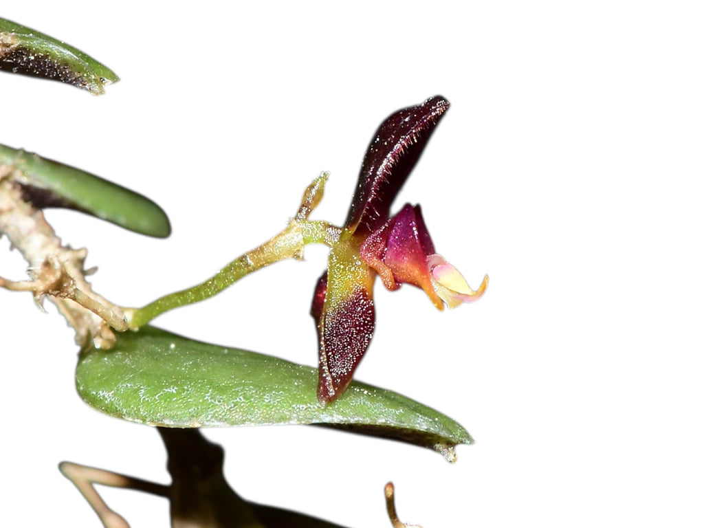Andinia — Ecuagenera Orquídeas del Ecuador
