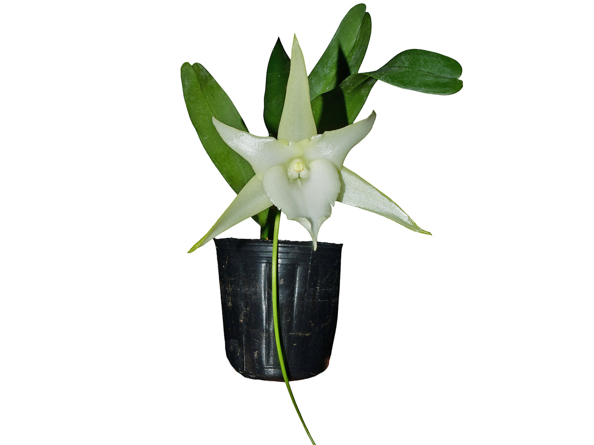 Angraecum Lai's Star — Ecuagenera Orquídeas del Ecuador