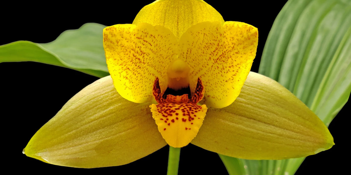 Angulocaste Ecuagenera Sunset — Ecuagenera Orquídeas del Ecuador