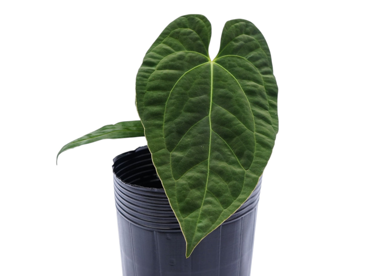 Anthurium papillilaminum x Anthurium Urban Jungle — Ecuagenera ...
