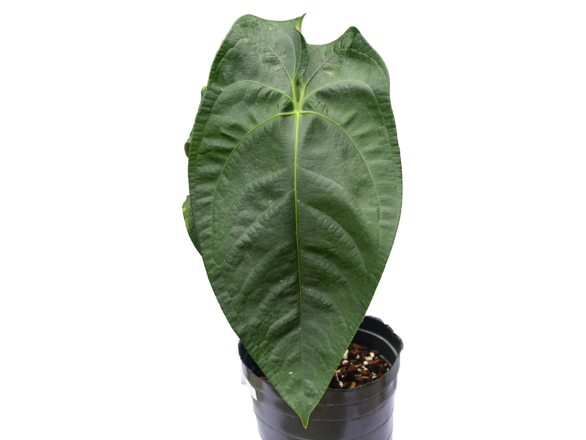 Anthurium Amazon Joy — Ecuagenera Orquídeas del Ecuador