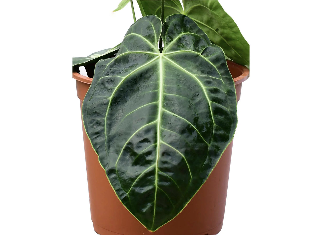 Anthurium Amazon Spirit — Ecuagenera Orquídeas del Ecuador