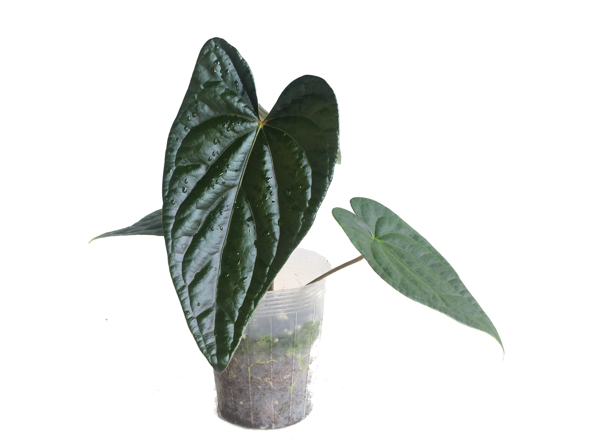 Anthurium Moonlight in the Jungle — Ecuagenera Orquídeas del Ecuador
