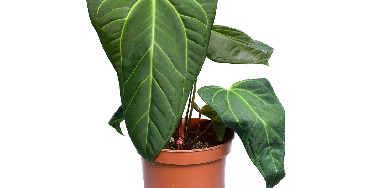 Anthurium Cuyabeno Soul — Ecuagenera Orquídeas del Ecuador