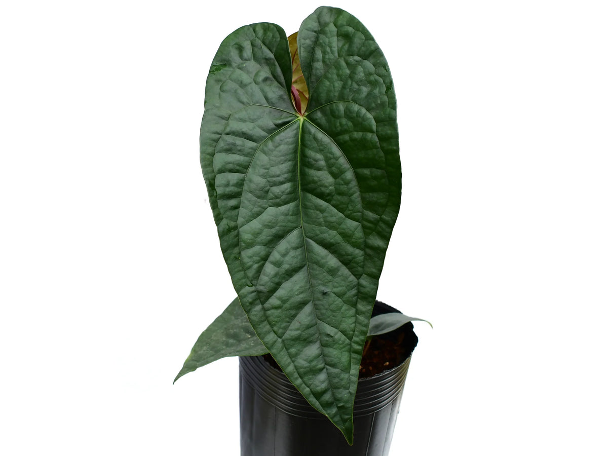 Anthurium Jungle Boy — Ecuagenera Orquídeas del Ecuador