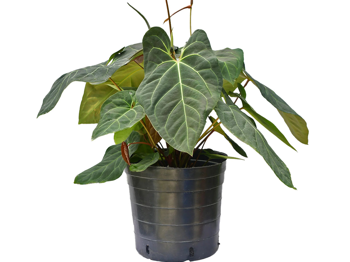 Anthurium Jungle Dreams x Anthurium besseae aff — Ecuagenera Orquídeas ...
