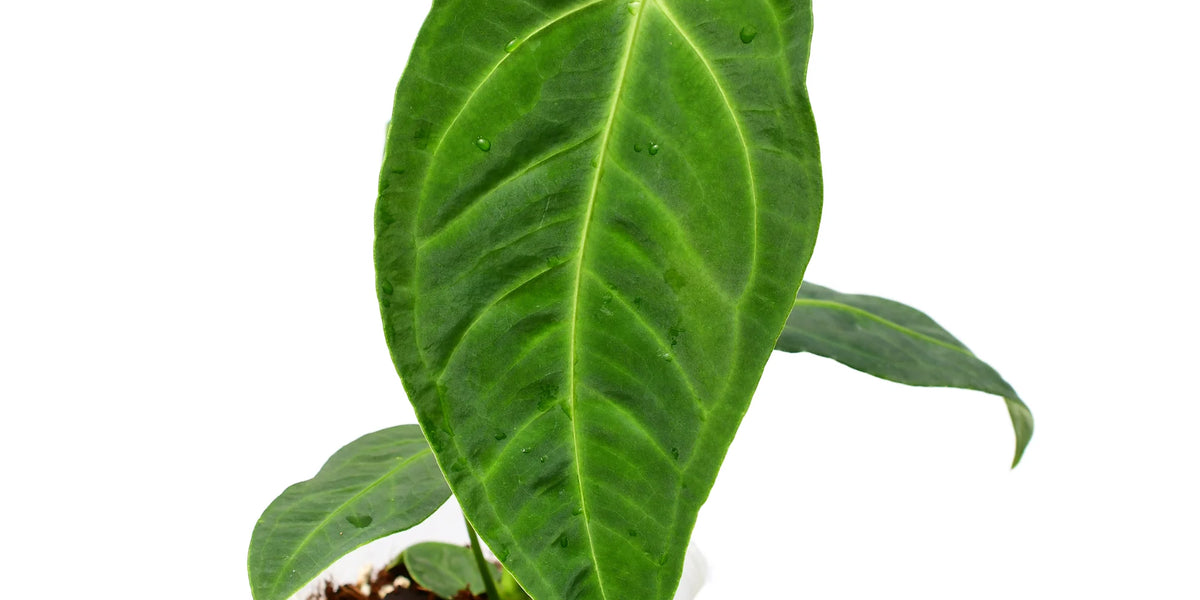 Anthurium Jungle Kingdom — Ecuagenera Orquídeas del Ecuador