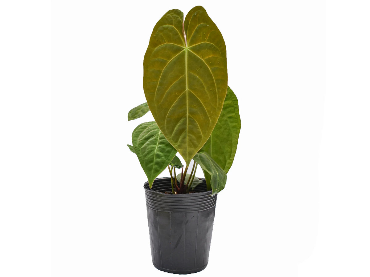Anthurium Lavinia — Ecuagenera Orquídeas del Ecuador