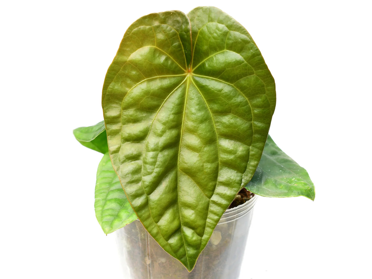 Anthurium Luxury Dress — Ecuagenera Orquídeas del Ecuador