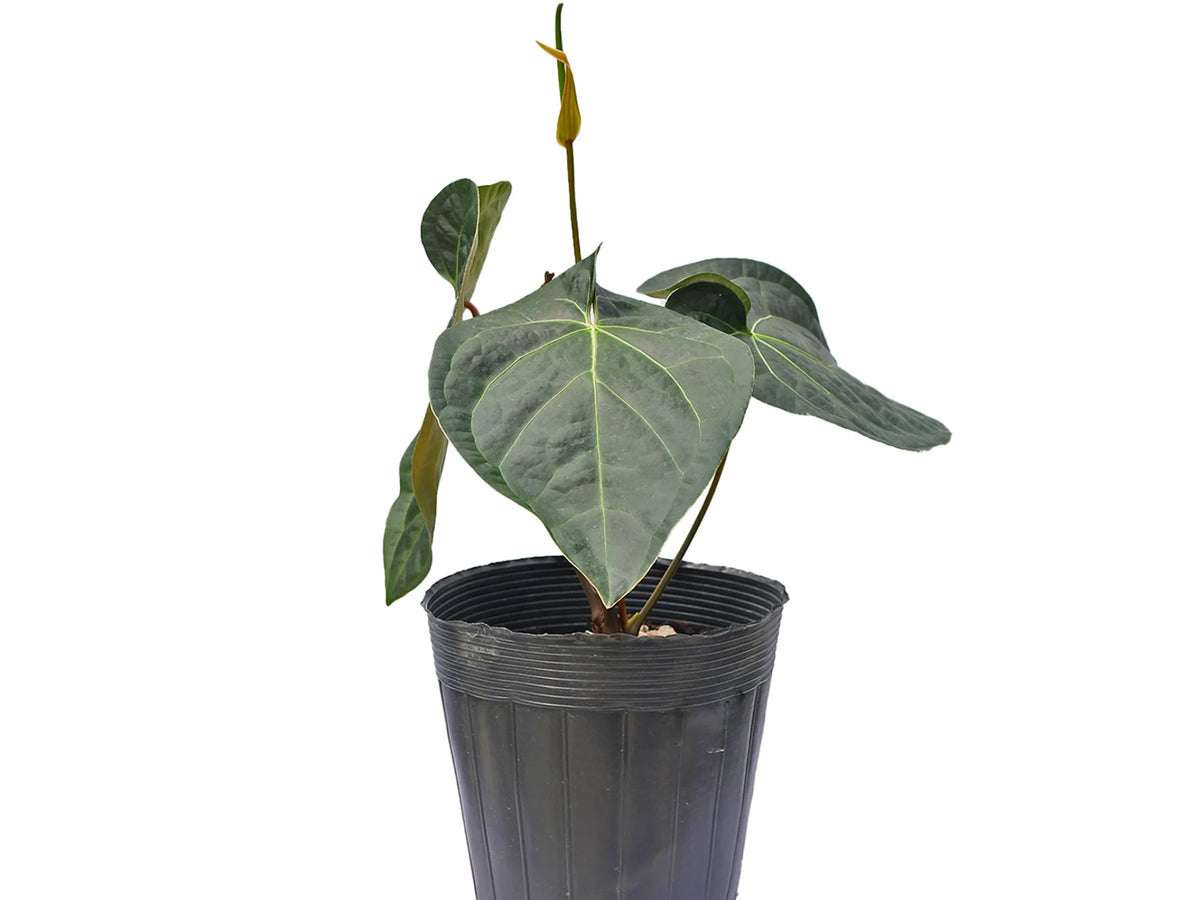 Anthurium Luxury Soul — Ecuagenera Orquídeas del Ecuador