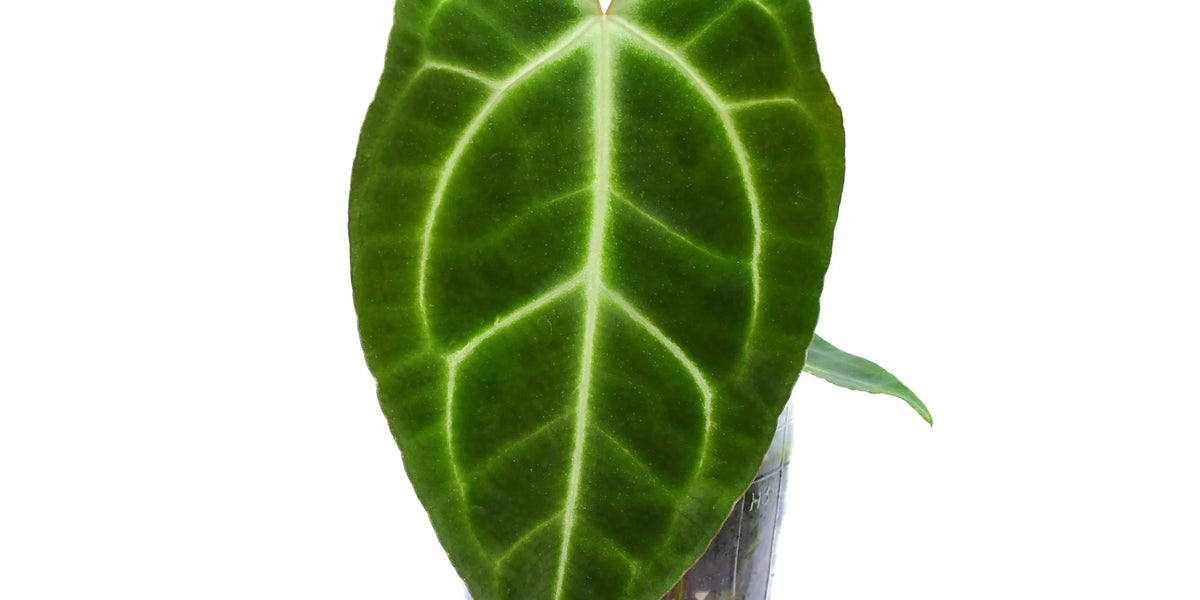 Anthurium Magnificent Girl 'Inverse crossing' — Ecuagenera Orquídeas ...