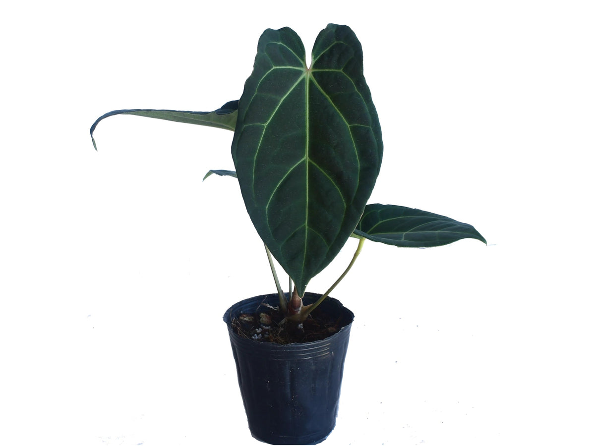 Anthurium Magnificent Girl 'Inverse crossing' x Anth. Eureka ...