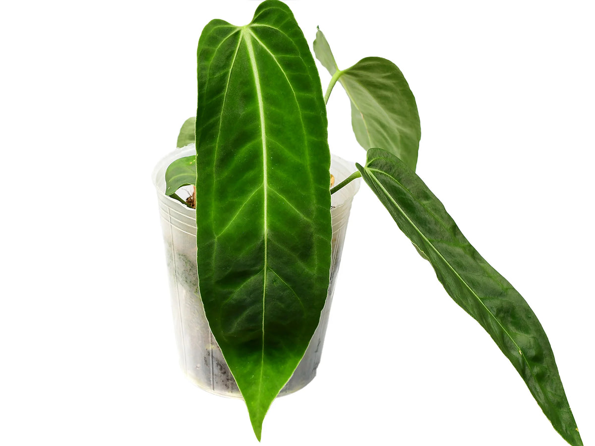 Anthurium Pendant Mystery — Ecuagenera Orquídeas del Ecuador