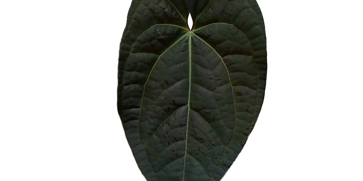 Anthurium Raven Soul — Ecuagenera Orquídeas del Ecuador