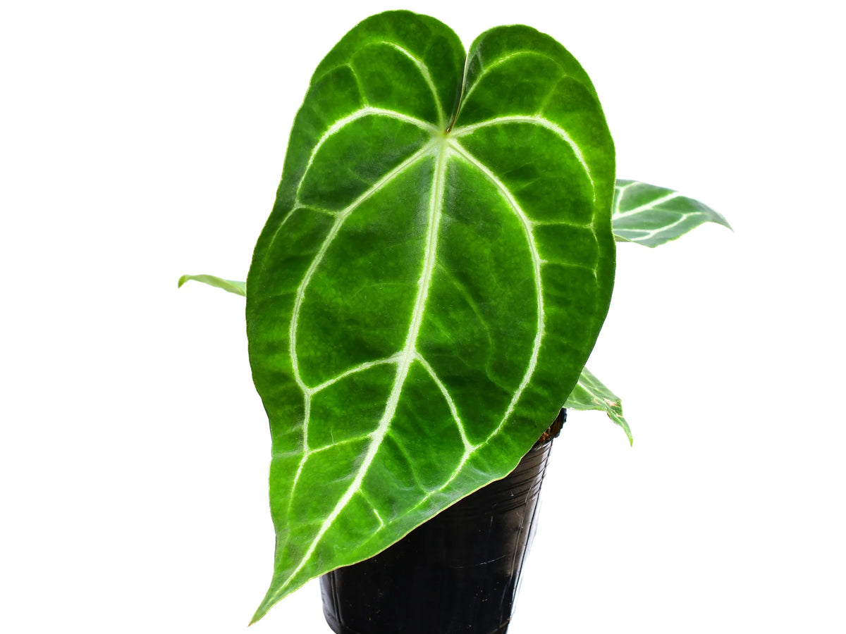 Anthurium Shuar Soul — Ecuagenera Orquídeas del Ecuador