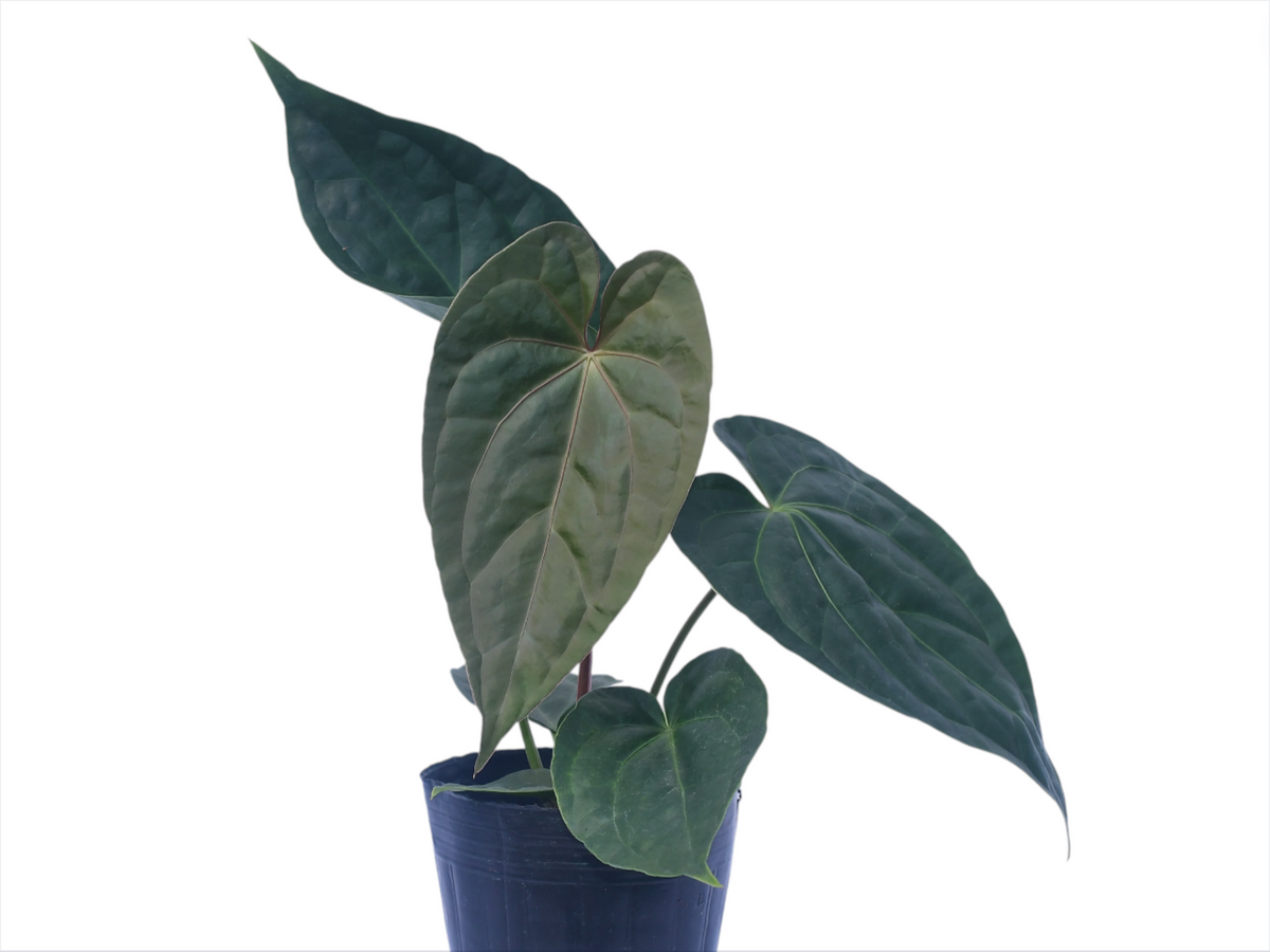 Anthurium Silver Blush x Anthurium Luxury Jungle — Ecuagenera Orquídeas ...