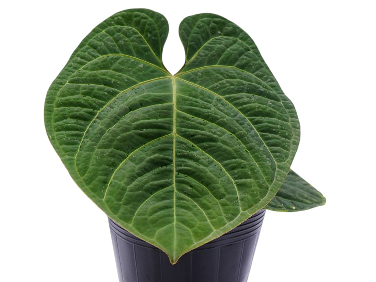 Anthurium Splendid Jungle — Ecuagenera Orquídeas del Ecuador