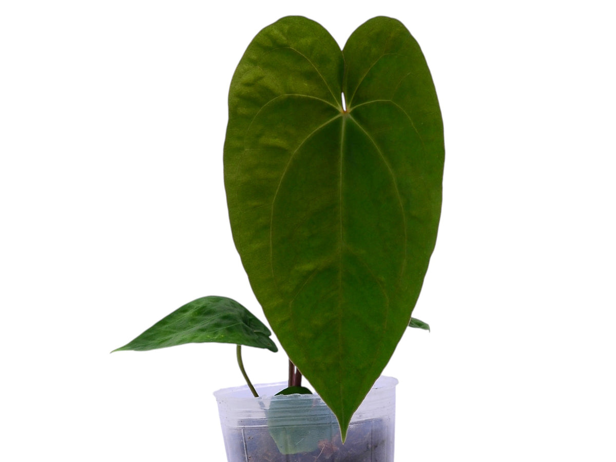Anthurium Titanium 'Fantasy' x Anthurium papillilaminum — Ecuagenera ...