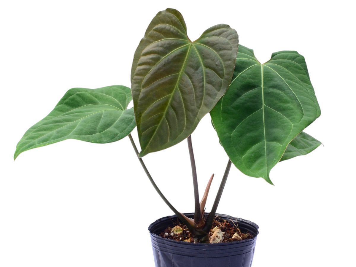 Anthurium Urban Jungle — Ecuagenera Orquídeas del Ecuador