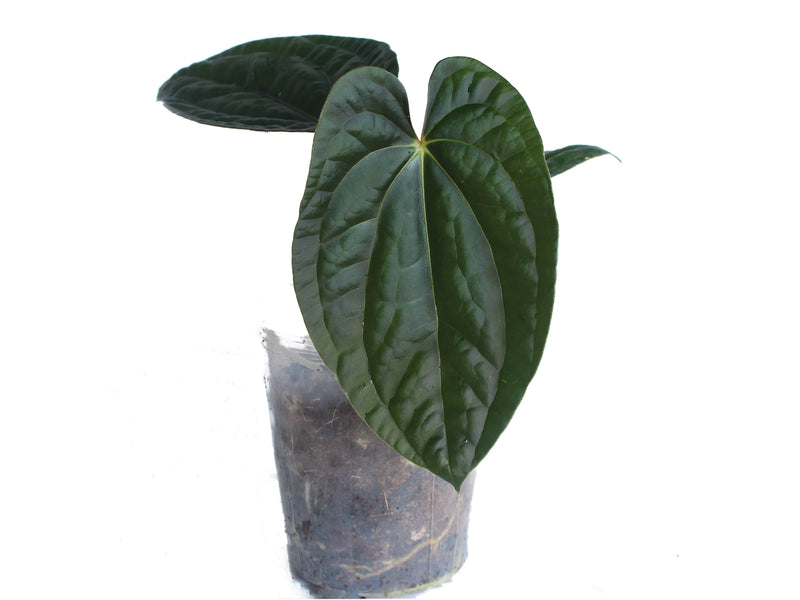 Anthurium Ximeportilla inverse crossing — Ecuagenera Orquídeas del Ecuador