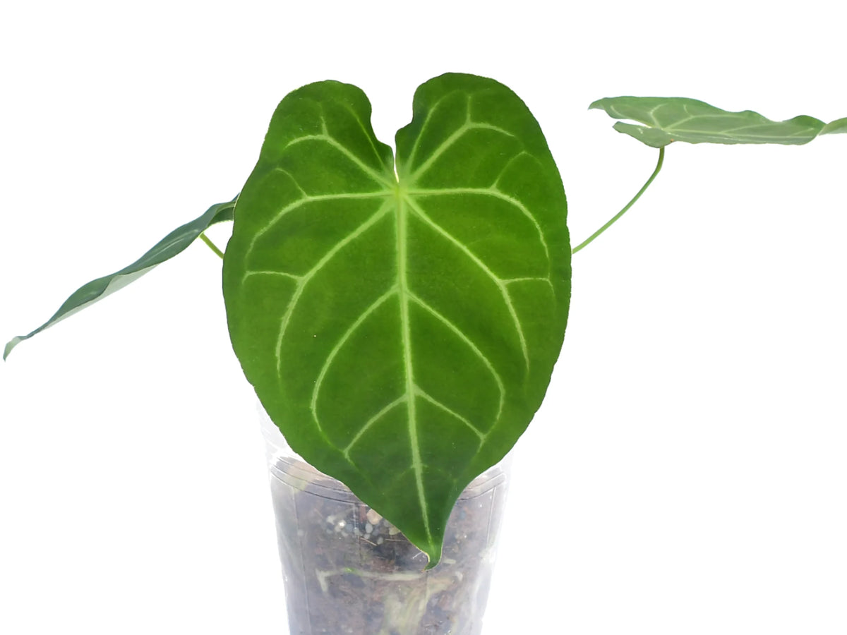 Anthurium crystallinum x Anthurium Magnificent Silver — Ecuagenera ...